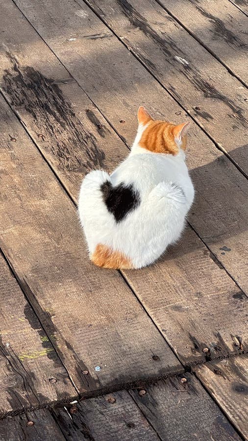 Cat with Heart-Shaped Marking Sitting on Wooden Deck Stock Photo ...