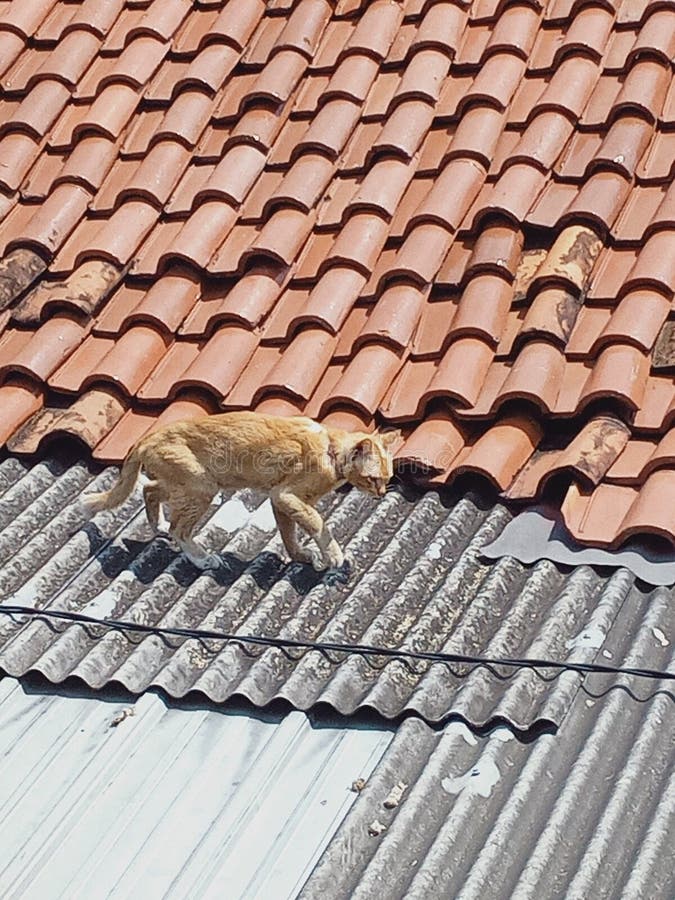 The Cat is in Heat on the Roof Stock Photo - Image of line, wood: 337761838