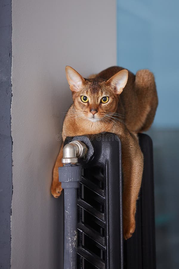 The Cat is Heated on the Radiator Stock Image - Image of warmth, brown ...