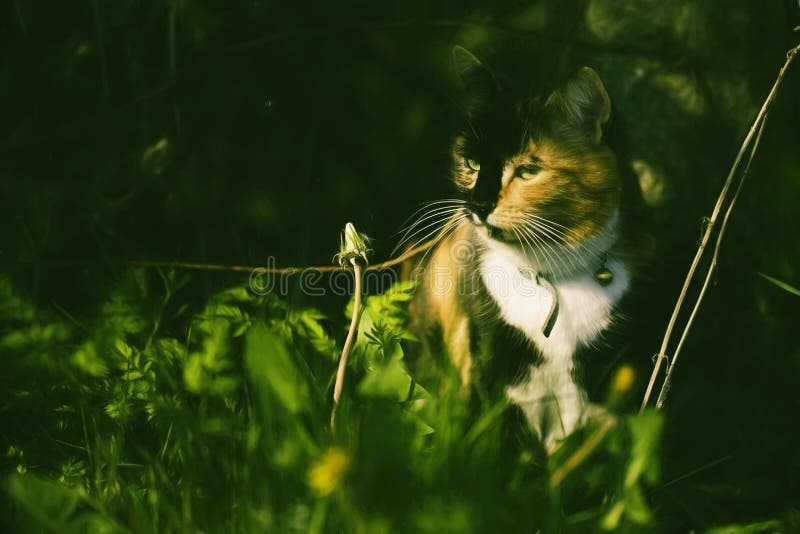 Cat in a hedge stock photo. Image of spring, green, lush - 54128490