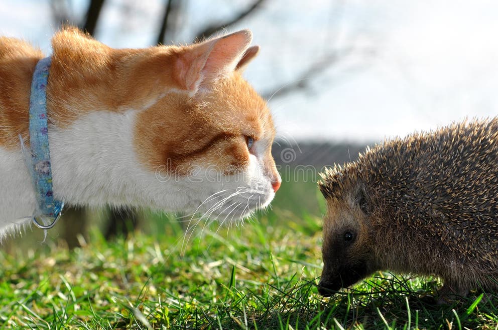 Cat and hedgehog stock photo. Image of mammal, tracks - 19241218