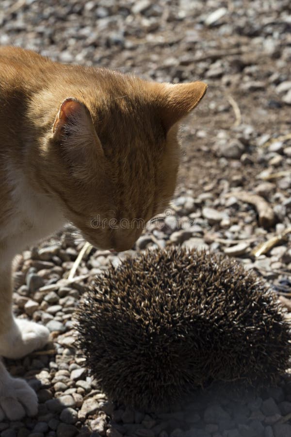 Cat and hedgehog stock image. Image of face, outdoors - 88698215