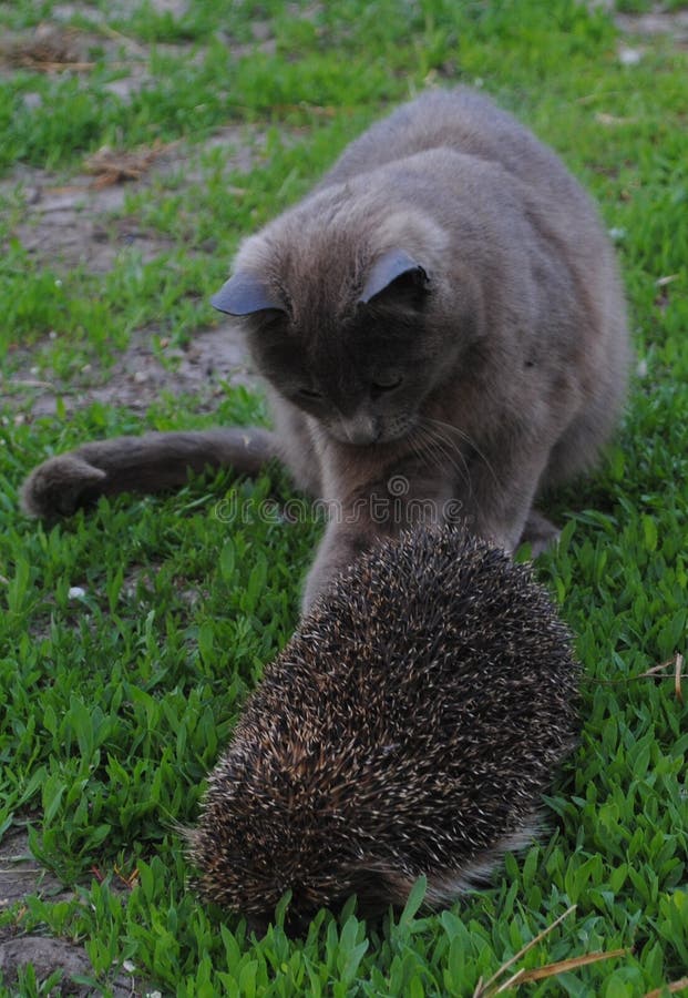 Cat, Hedgehog stock image. Image of meeting, needles - 74189277