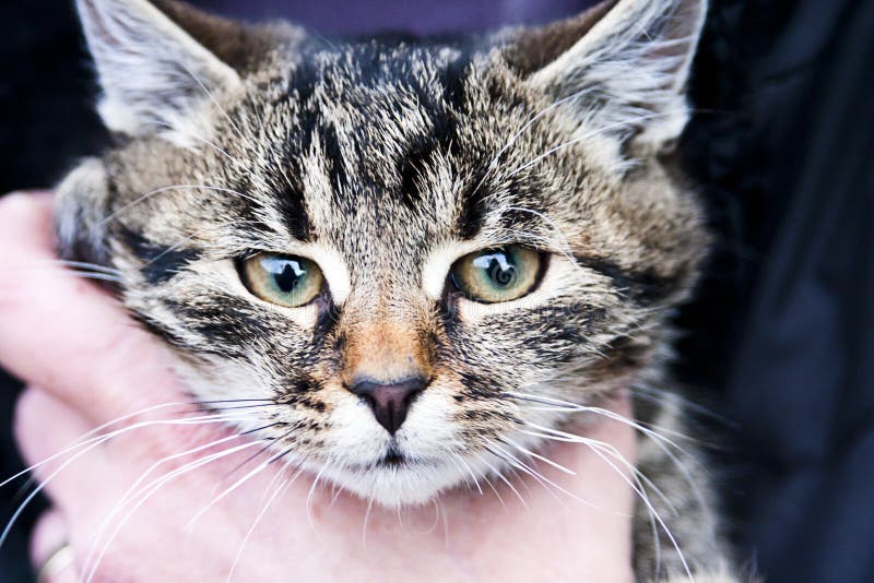 Cat held in hand stock image. Image of watch, care, pretty - 25201241