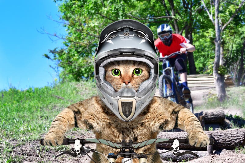 Cat in a Helmet on a Bicycle Participating Stock Image - Image of ...