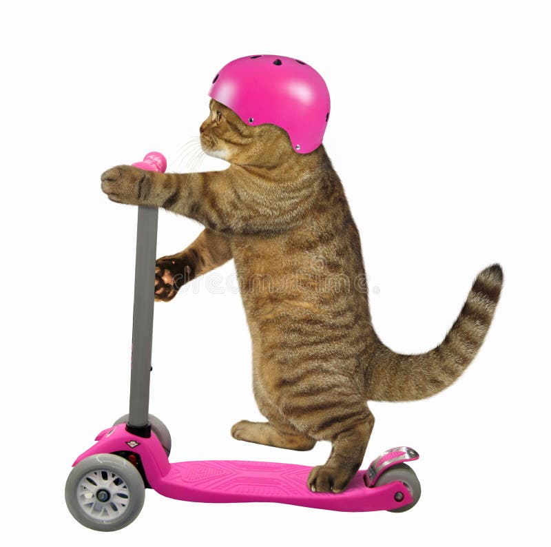 Cat Riding Scooter Stock Photos - Free & Royalty-Free Stock Photos from ...