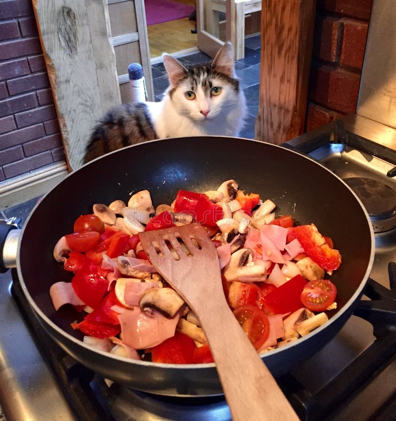 Cat helping with cooking stock photo. Image of chef, tabby - 49450624