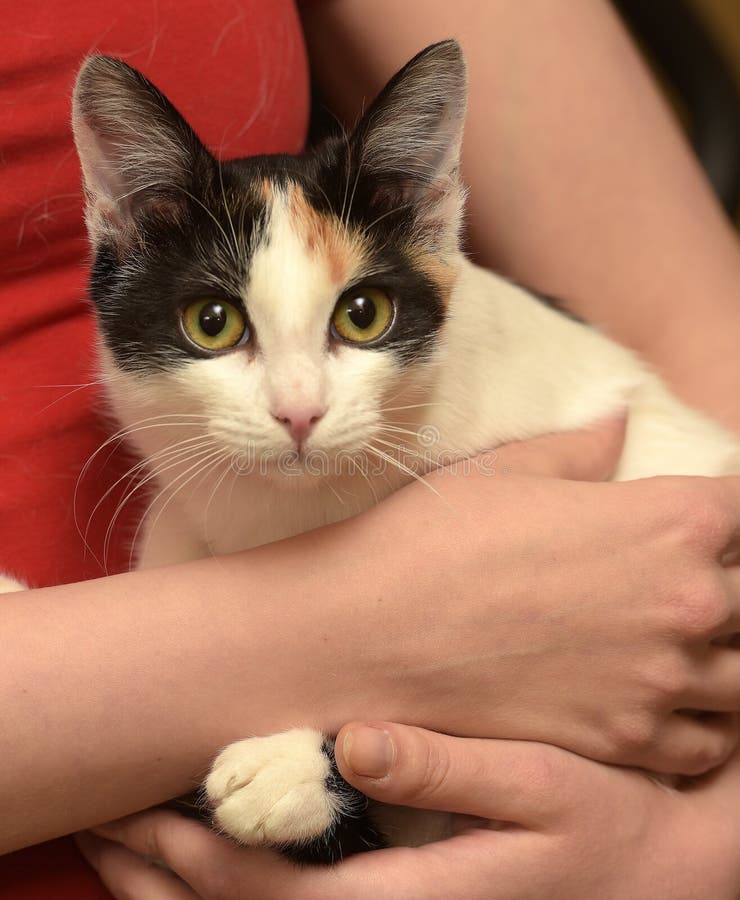 Cat in her arms stock image. Image of calico, sweetest - 79814589