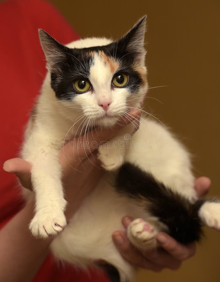 Cat in her arms stock image. Image of eyes, face, expression - 79814621