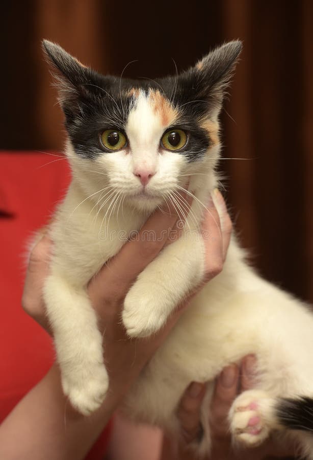 Cat in her arms stock photo. Image of kitten, shell, kitty - 79815100