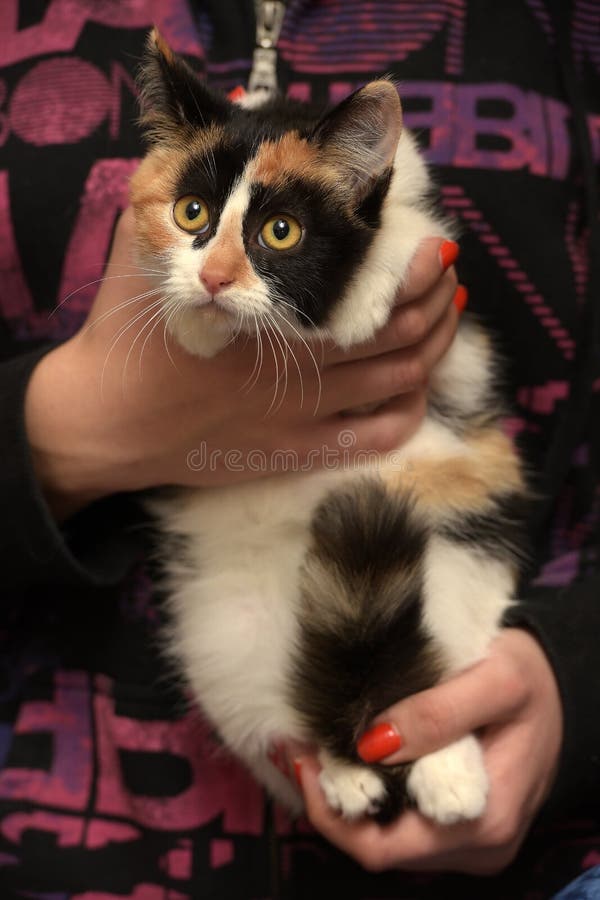 Cat in her arms stock photo. Image of pretty, arms, animal - 79872460