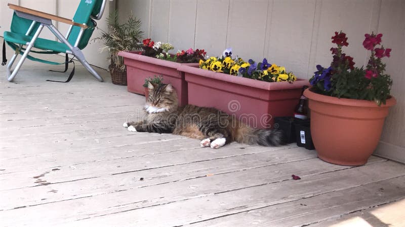 Cat on her day break stock image. Image of happy, love - 116643539