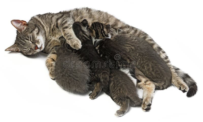 Cat and her kittens stock image. Image of kittens, kitten - 40351717