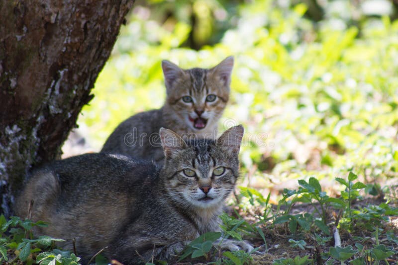 The cat and her kittens stock photo. Image of kitten - 43247968
