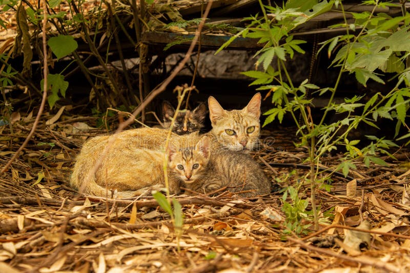 Apprehensive Cat and Kittens Stock Image - Image of wildlife, autumn ...