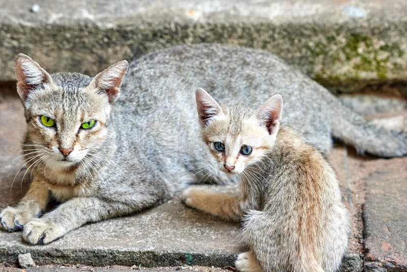 Cat with Her Young Kitten Sitting Close Together Stock Photo - Image of ...