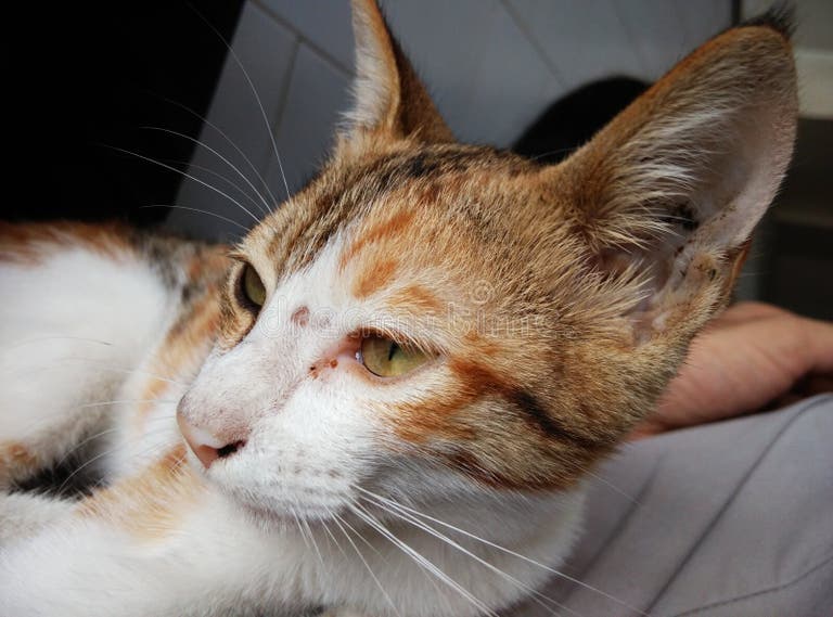 Cat stock photo. Image of animal, thinking, indoor - 55514858