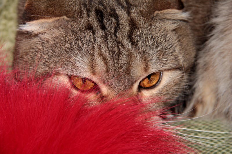 The Cat Hid Behind the Fur. Portrait of a Cat Stock Image - Image of ...
