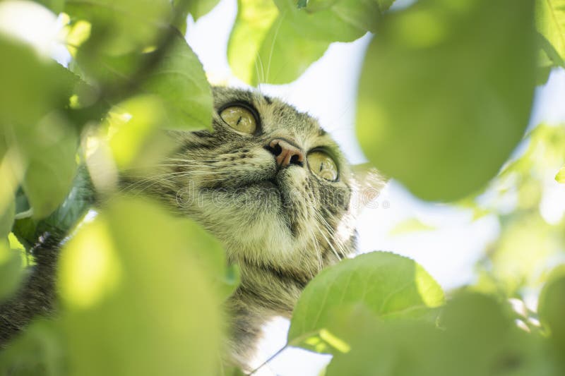 The Cat Hid in the Tree. Cat on a Branch Stock Image - Image of health ...
