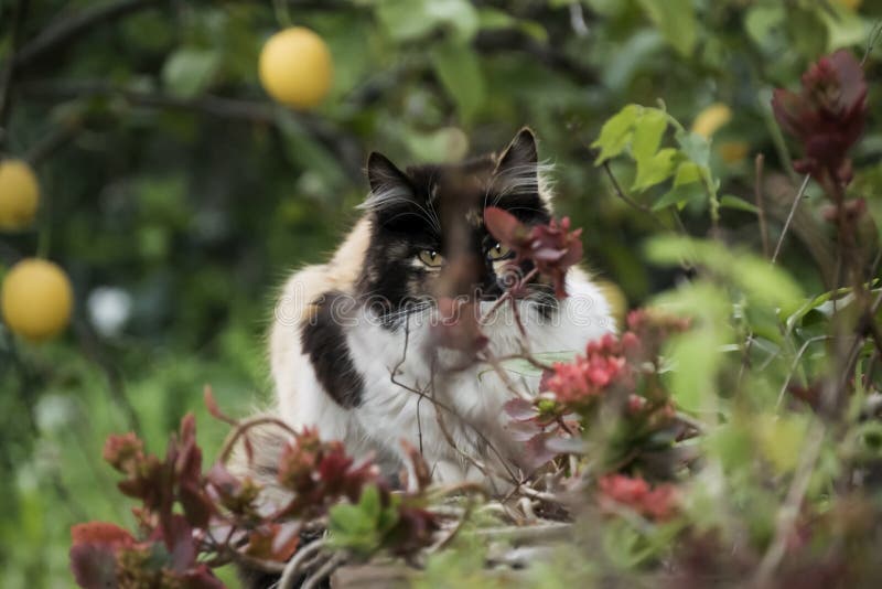 Cat Hidden among the Garden Flowers Stock Image - Image of field, gray ...