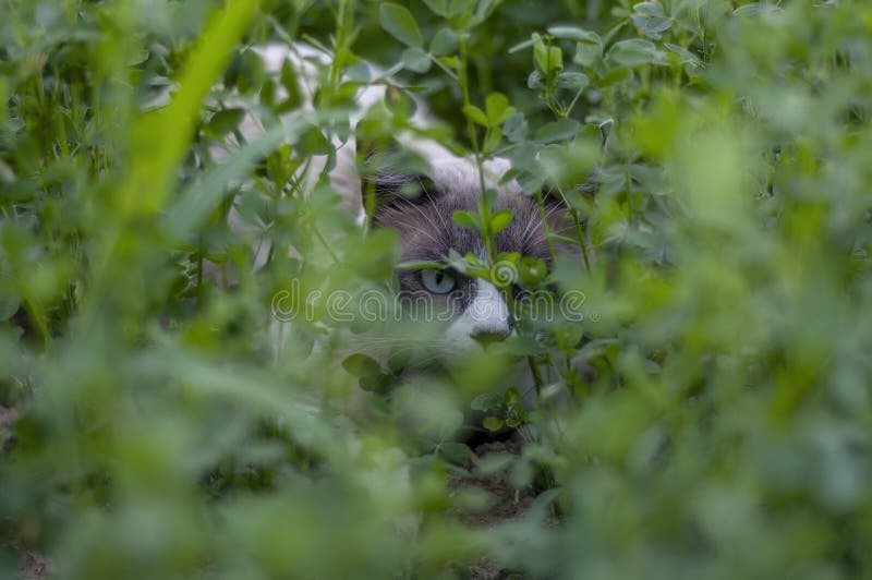 Cat Hidden among the Vegetation that is Observing Something. Careful ...