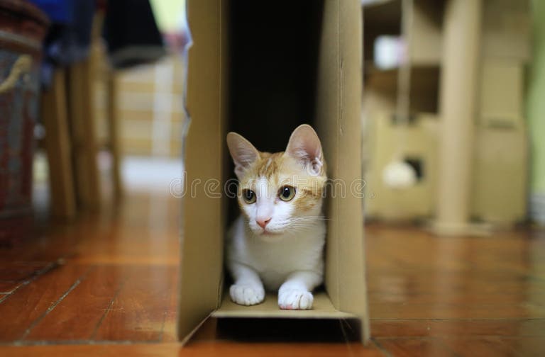 Cat hide in the box stock photo. Image of baby, animal - 186250600