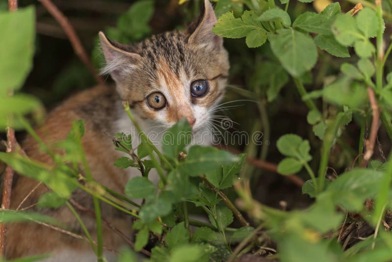 Cat hide in the grass stock image. Image of little, hide - 77347233