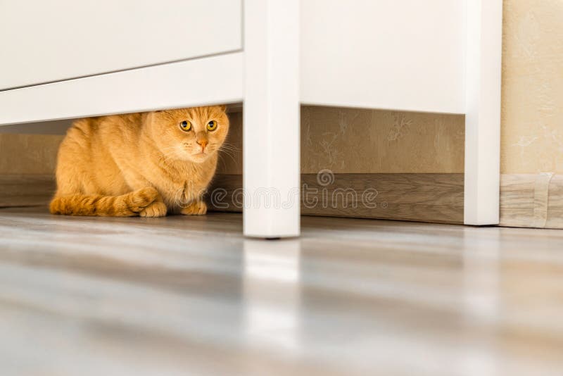 The Cat Hides Under the Closet from People Stock Photo - Image of wait ...