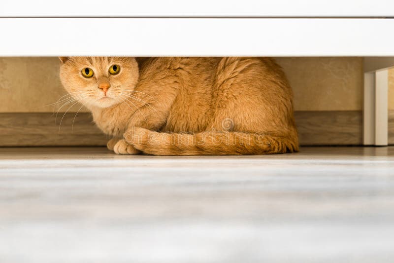 The Cat Hides Under the Closet from People. Stock Photo - Image of ...