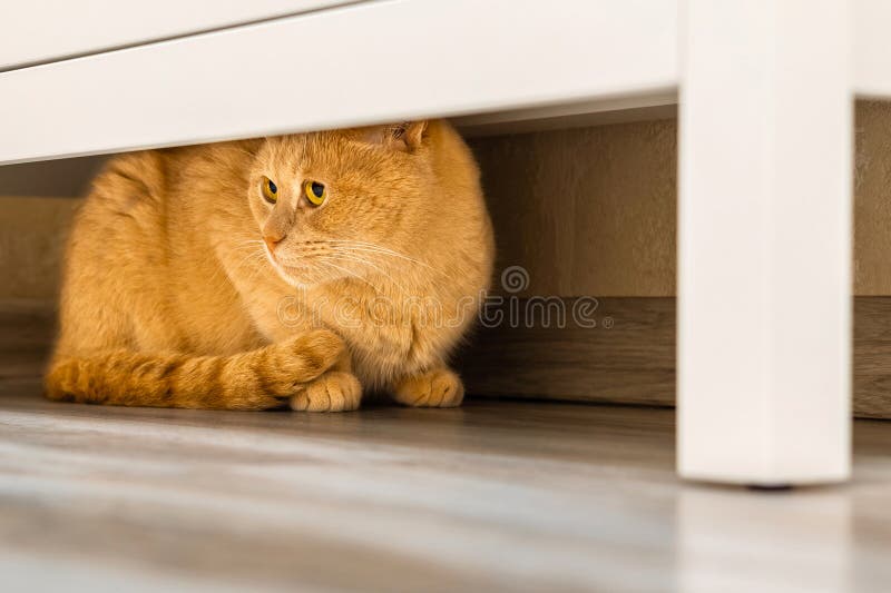 The Cat Hides Under the Closet from People. Stock Image - Image of wait ...