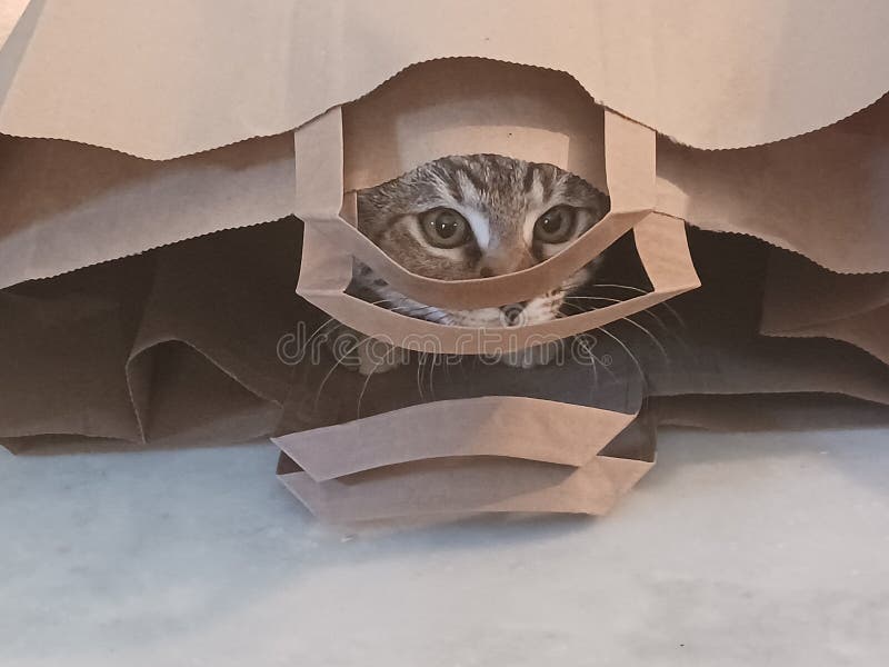 Cat hiding in bag stock photo. Image of hiding, cute - 370432126