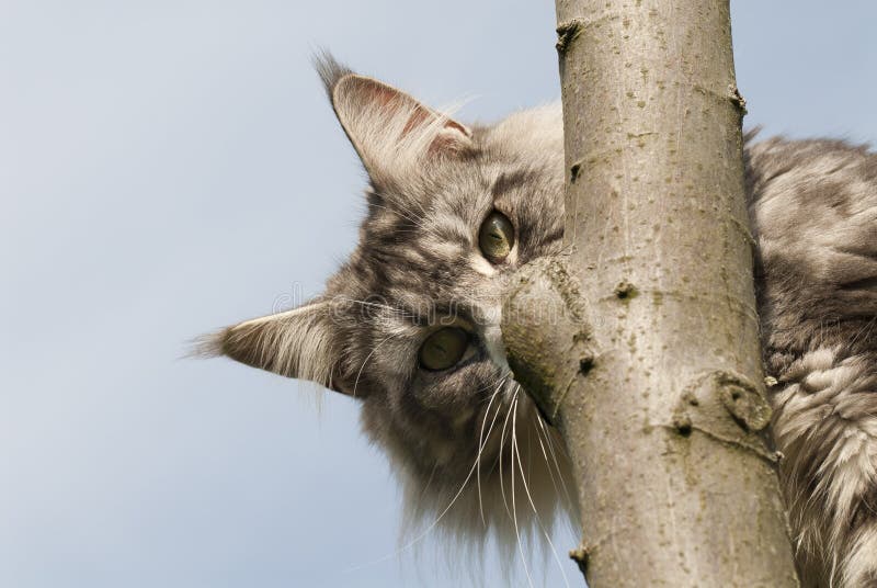 Cat hiding behind branch stock photo. Image of nature - 22070520