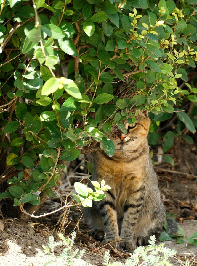 Cat hiding behind bushes stock photo. Image of bushes - 230487496