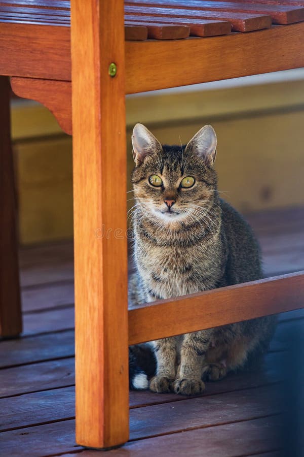 290 Cat Behind Chair Stock Photos - Free & Royalty-Free Stock Photos ...