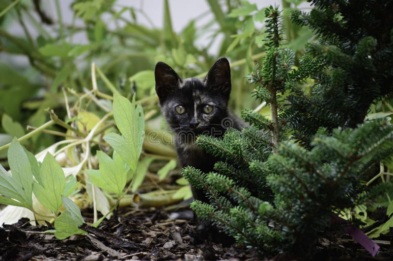Cat stock photo. Image of garden, black, home, eyes - 100456008