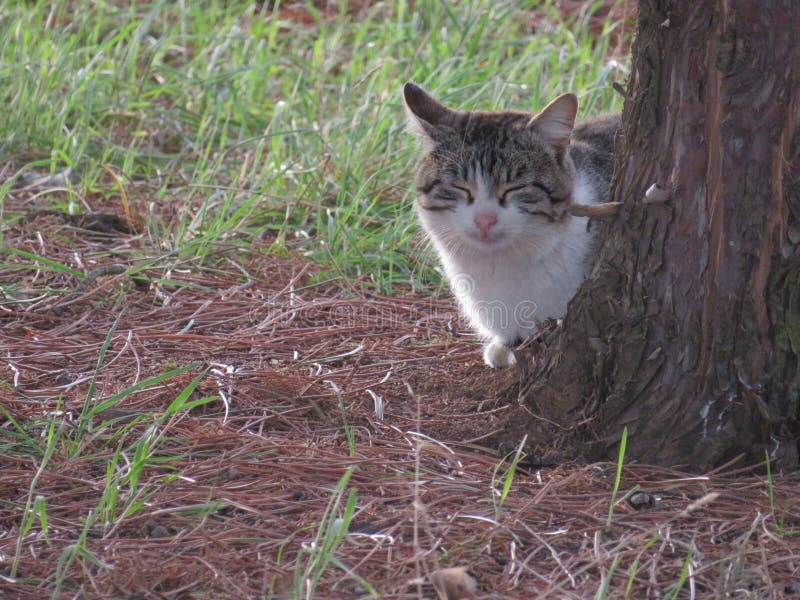 Cat Hiding Behind a Tree Watching Its Prey Ready To Attack Stock Photo ...