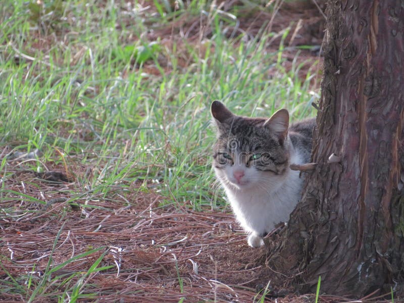 Cat Hiding Behind a Tree Watching Its Prey Ready To Attack Stock Photo ...