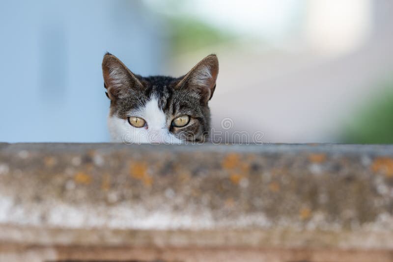 Cat hiding behind wall stock image. Image of curiosity - 189932849