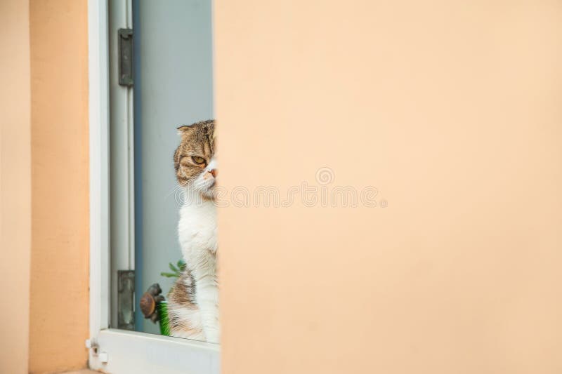 795 Peeping Window Stock Photos - Free & Royalty-Free Stock Photos from ...