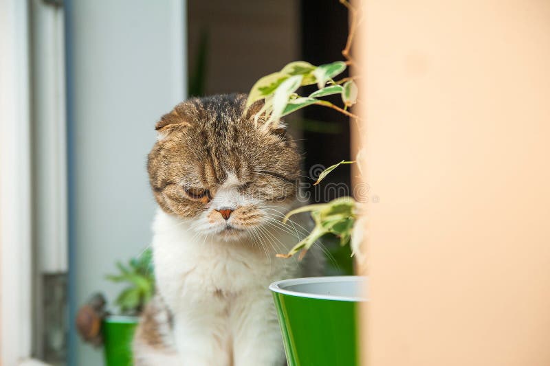 794 Peeping Window Stock Photos - Free & Royalty-Free Stock Photos from ...