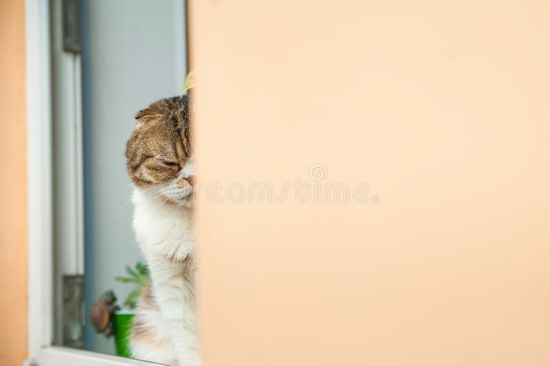 790 Peeping Window Stock Photos - Free & Royalty-Free Stock Photos from ...