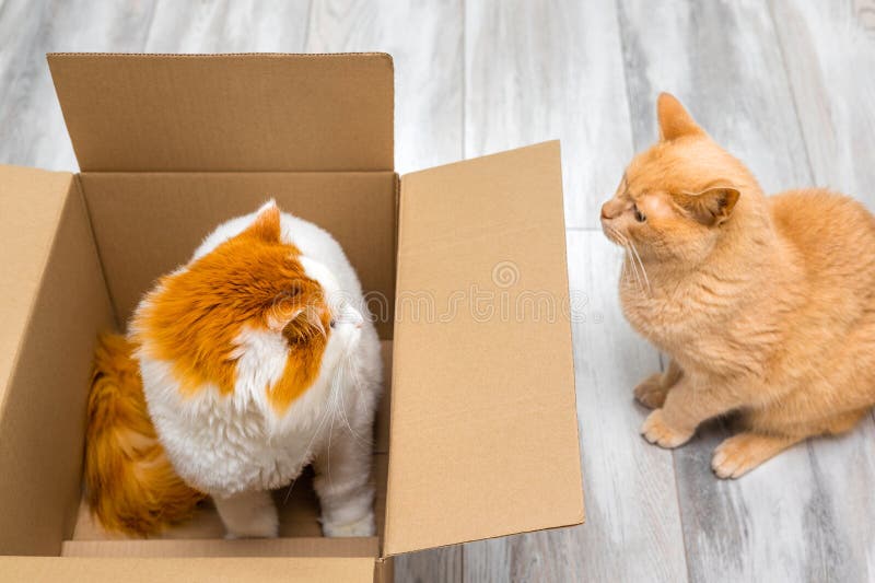 Cat Hiding in a Box from Another Cat Stock Image - Image of pretty ...