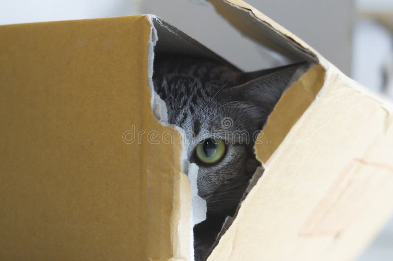 Cat in Post Box are Looking from Inside. Stock Photo - Image of home ...