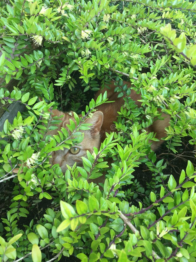 Cat hiding in a bush. stock photo. Image of eyes, bush - 94240508