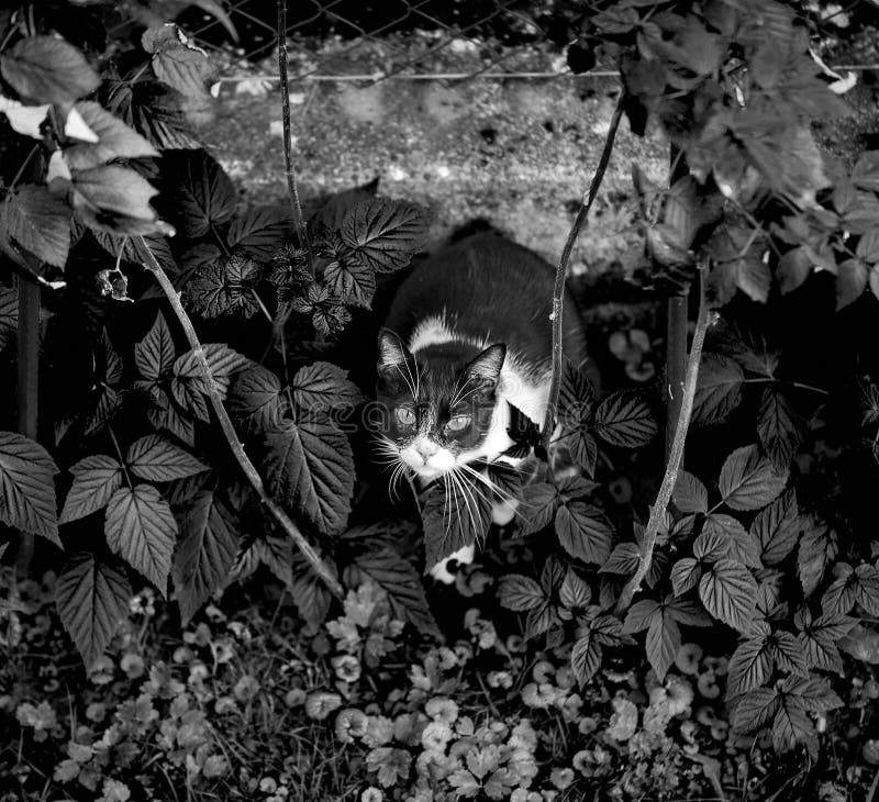 Cat hiding in his hideout stock image. Image of nature - 80134311