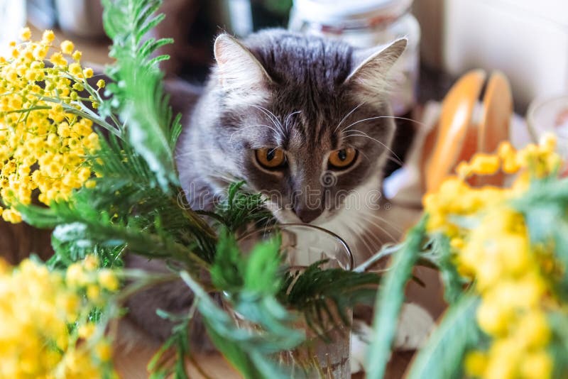 114 Mimosa Cat Stock Photos - Free & Royalty-Free Stock Photos from ...
