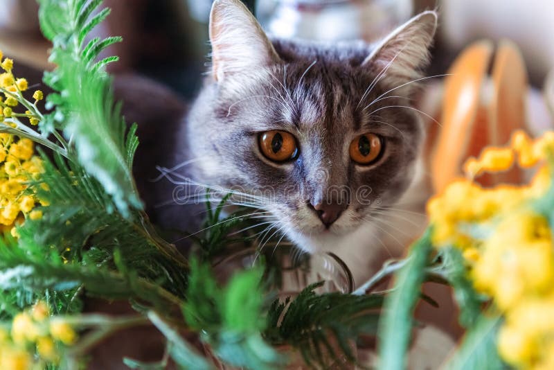 114 Mimosa Cat Stock Photos - Free & Royalty-Free Stock Photos from ...