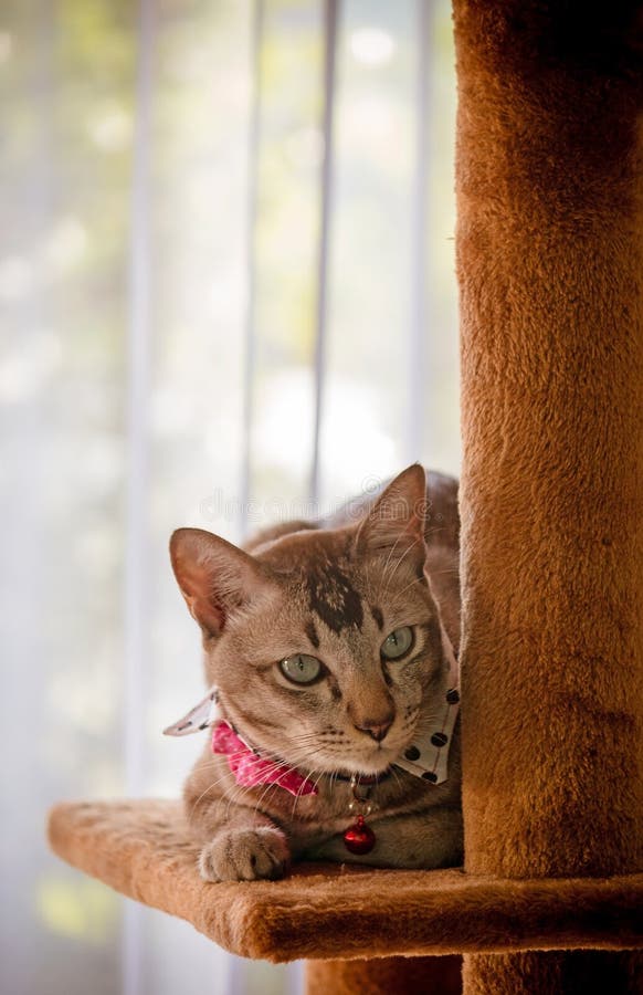 Cat hiding and playing. stock photo. Image of eyes, animal - 112456122
