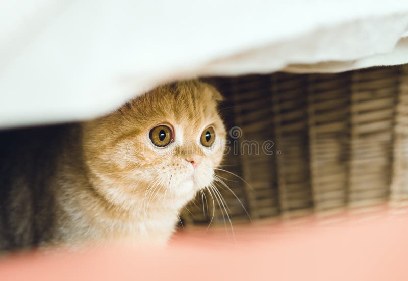Cat hiding stock photo. Image of play, hunting, kitty - 93357342