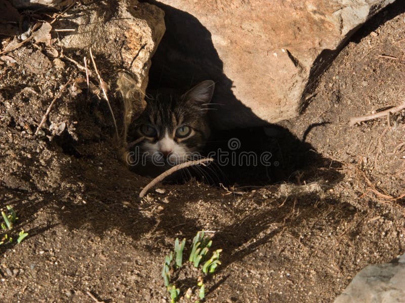 Cat hiding in the rocks stock photo. Image of hair, litter - 216972780
